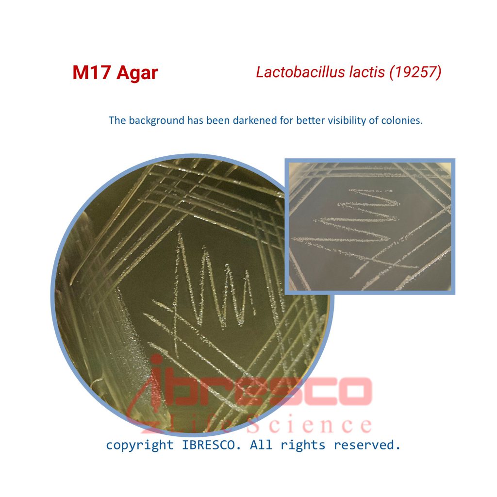 M17 Agar | محیط M17 آگار | ibresco