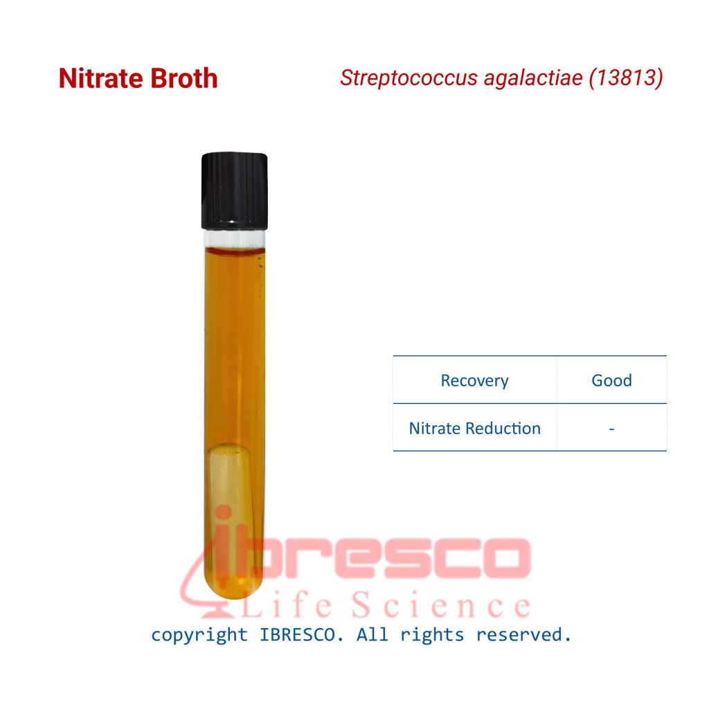 Nitrate Broth | نیترات براث | ایبرسکو