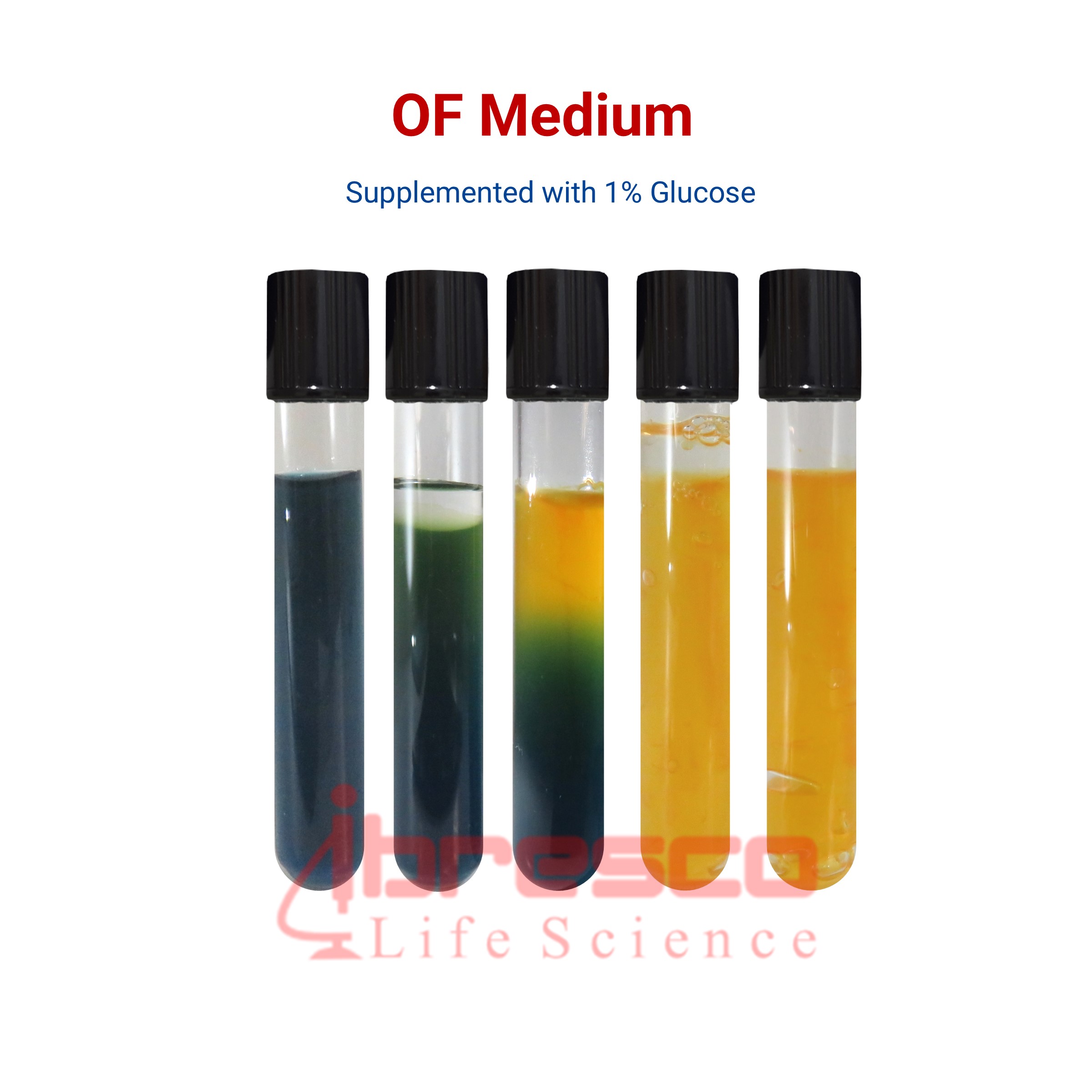 OF Basal Medium | محیط OF پایه | ibresco