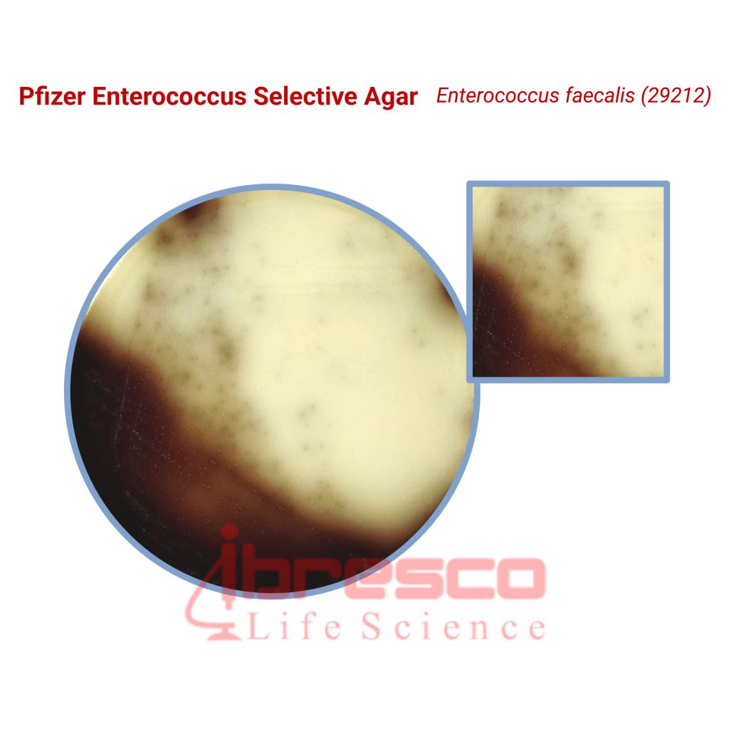 Pfizer Selective Enterococcus Agar آگار انتخابی انتروکوک فایزر ایبرسکو