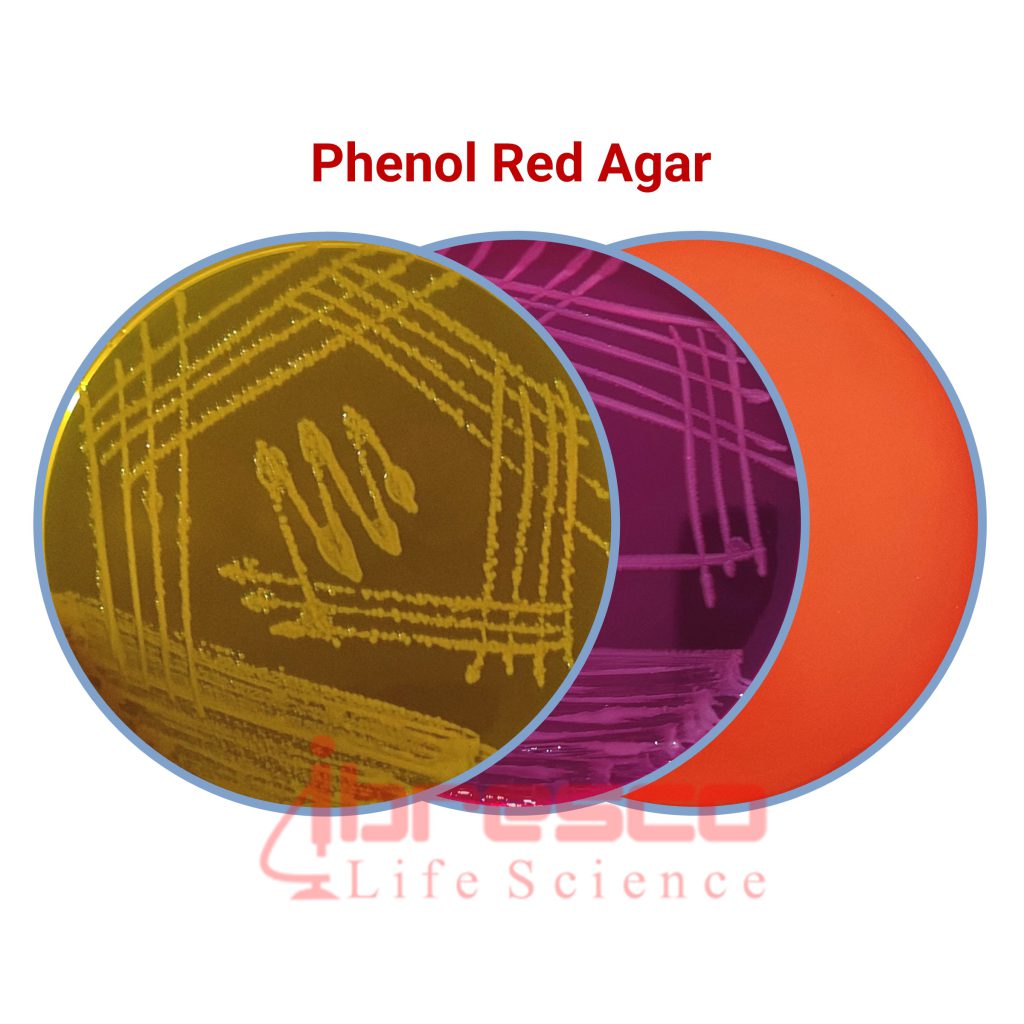 Phenol Red Agar Base ایبرسکو