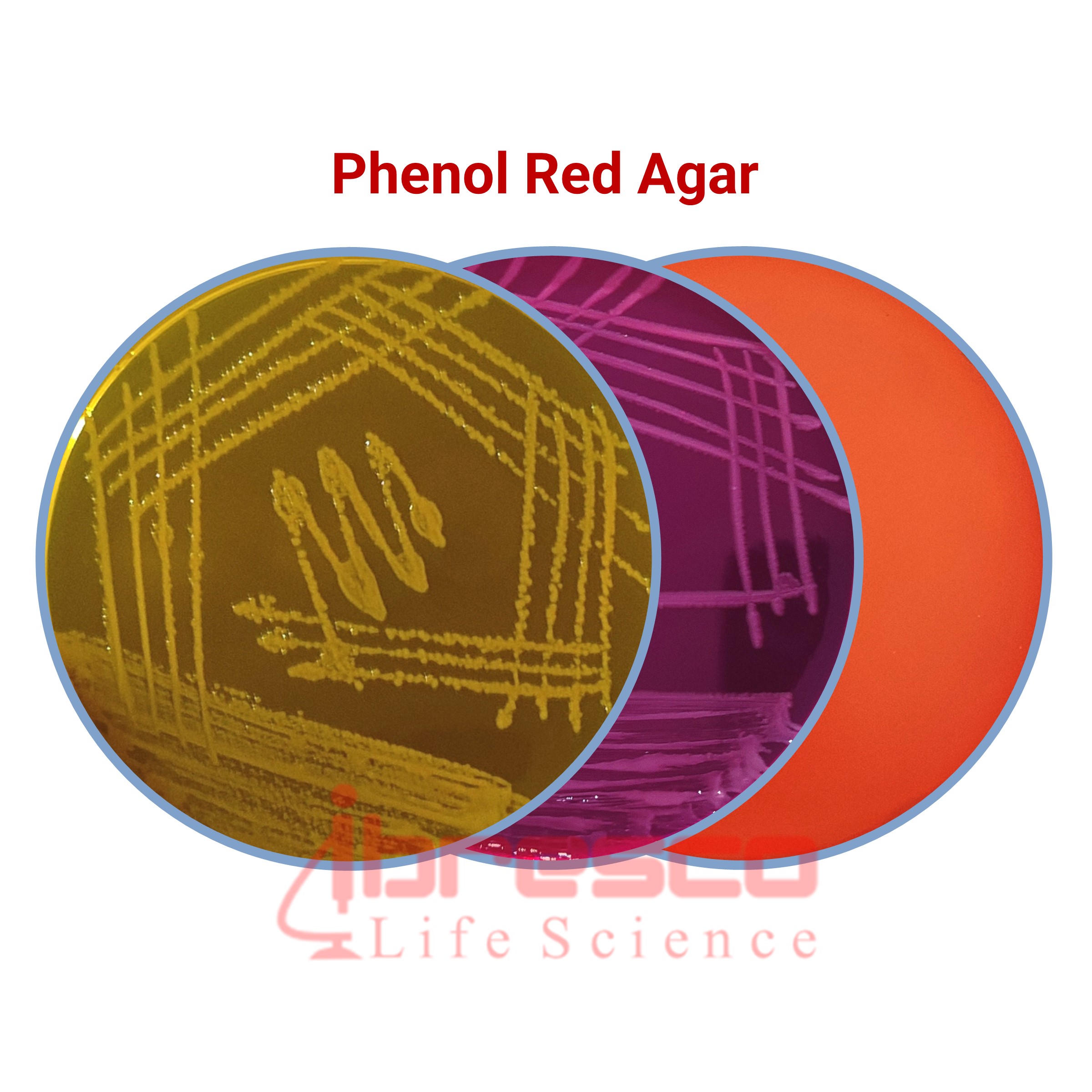 Phenol Red Agar Base ایبرسکو