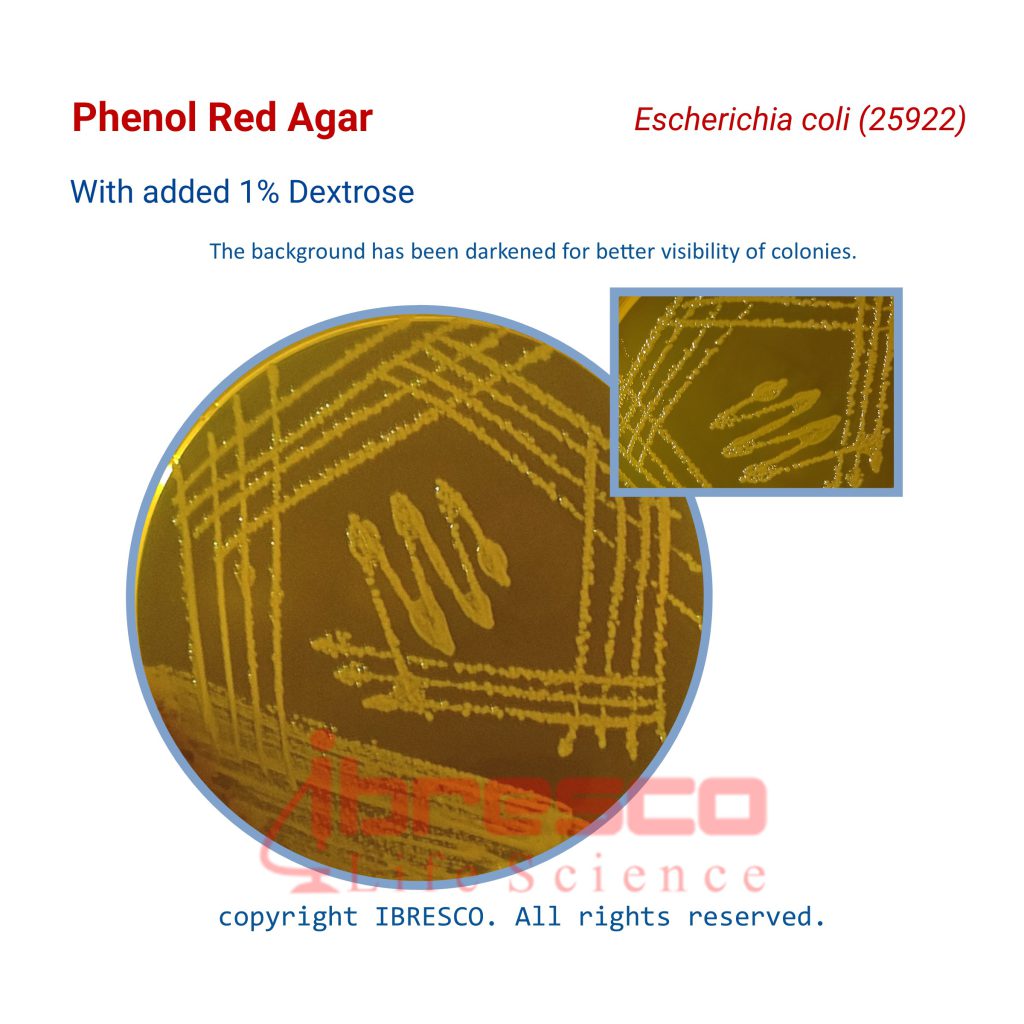 Phenol Red Agar Base | ایبرسکو