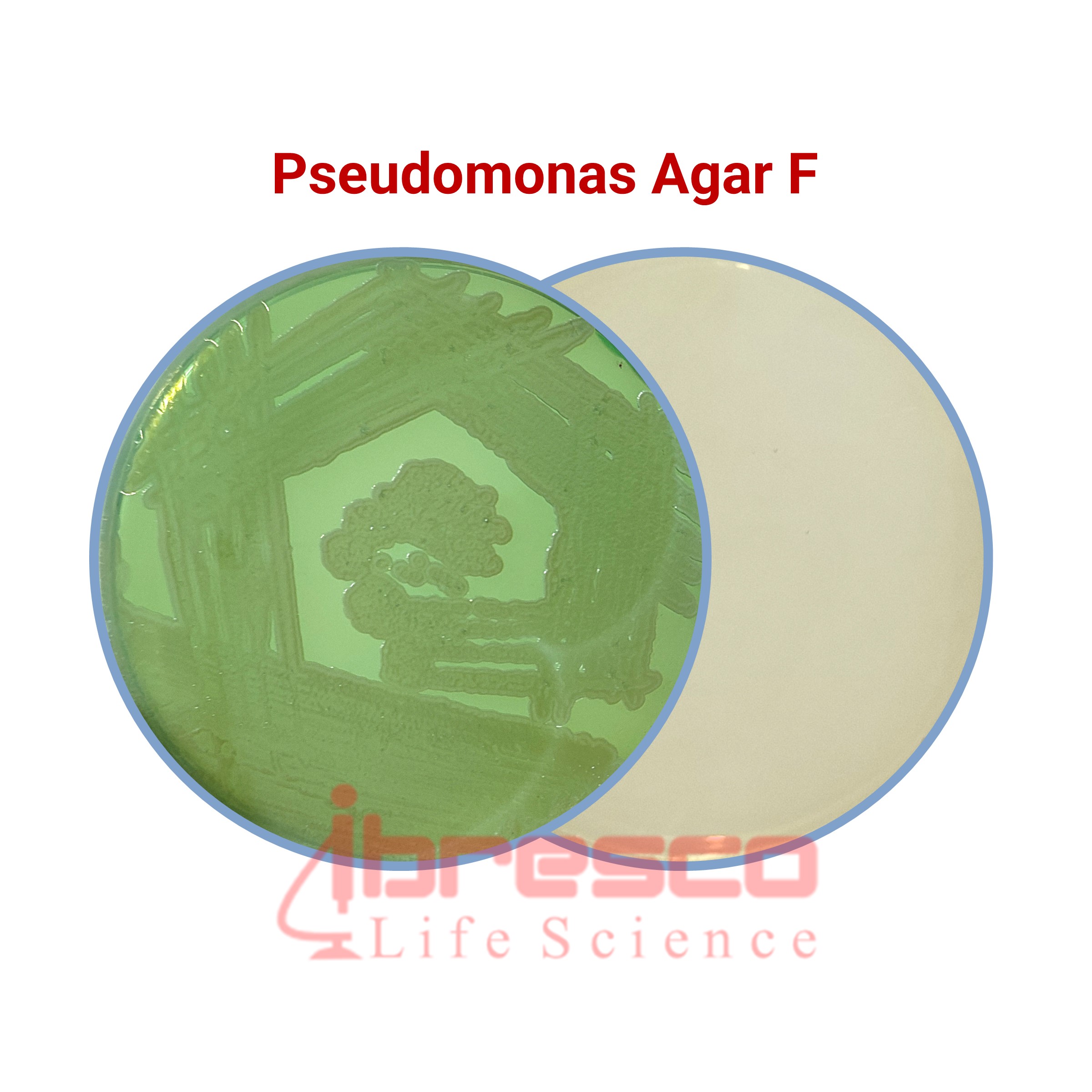 Pseudomonas Agar F | ibresco
