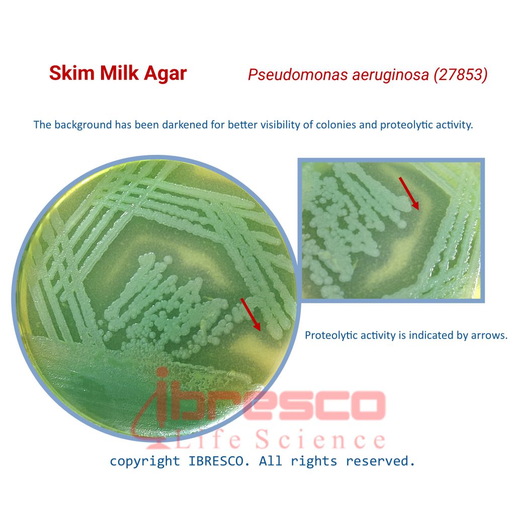 Skim Milk Agar | ibresco