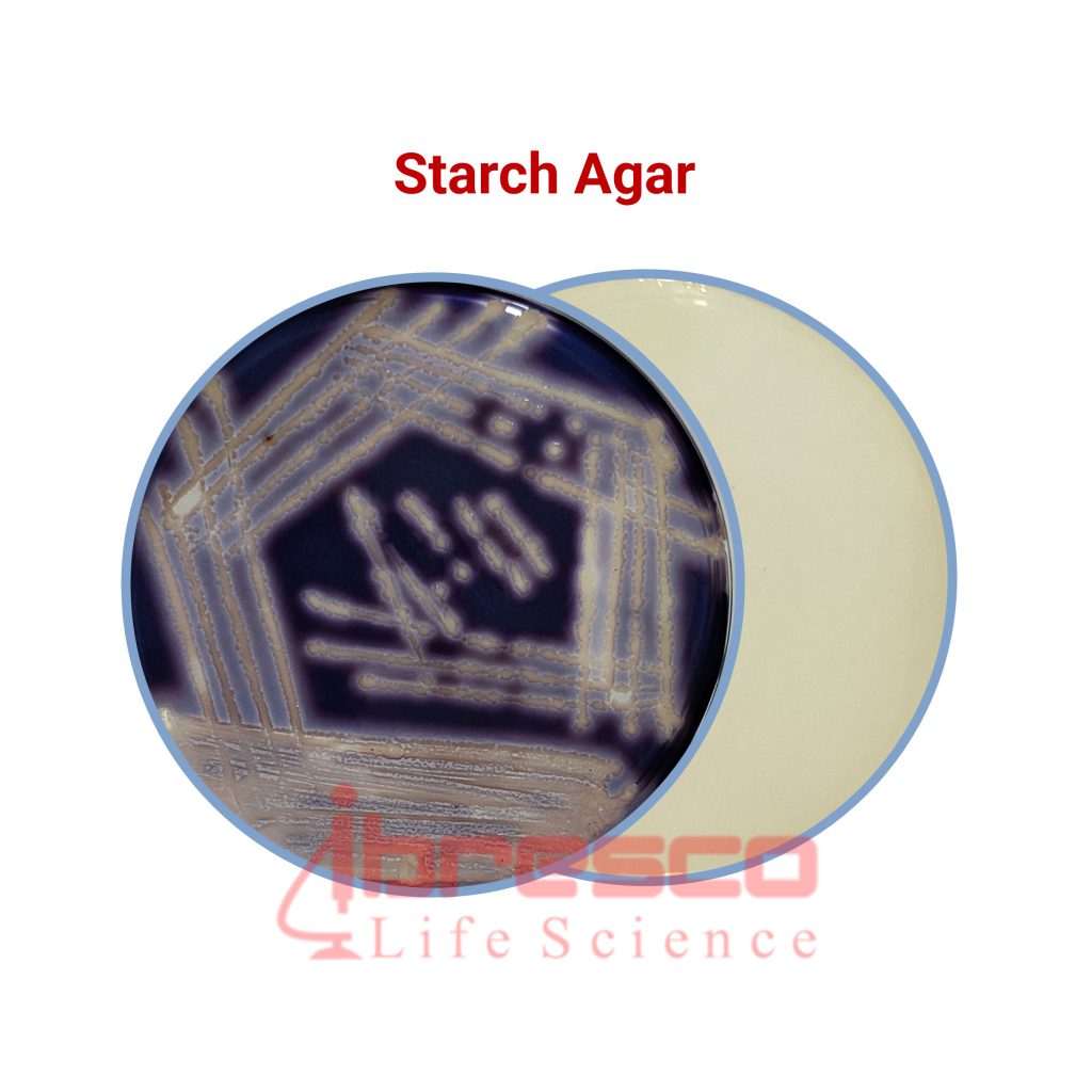 Starch Agar | استارچ آگار | ibresco