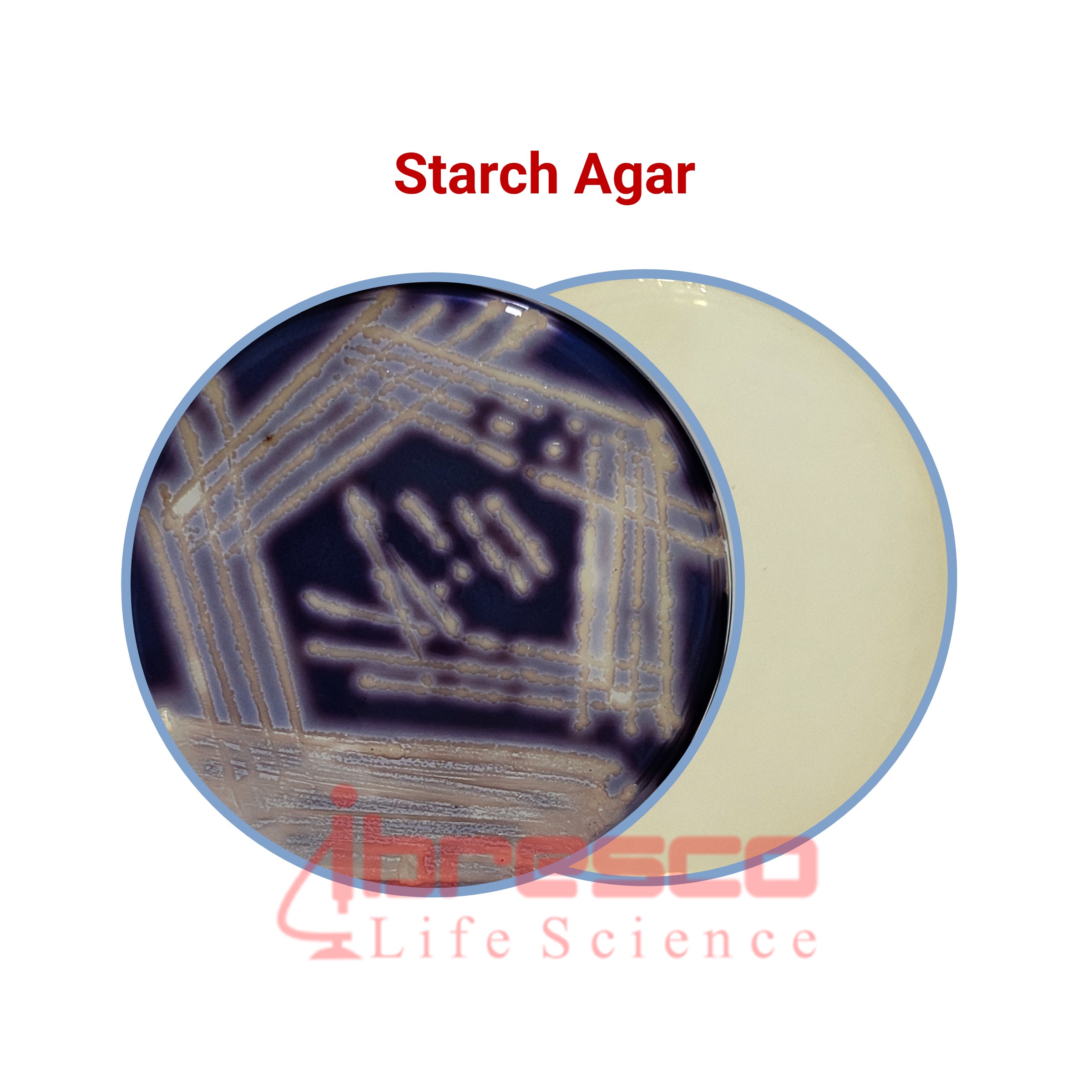 Starch Agar | استارچ آگار | ibresco