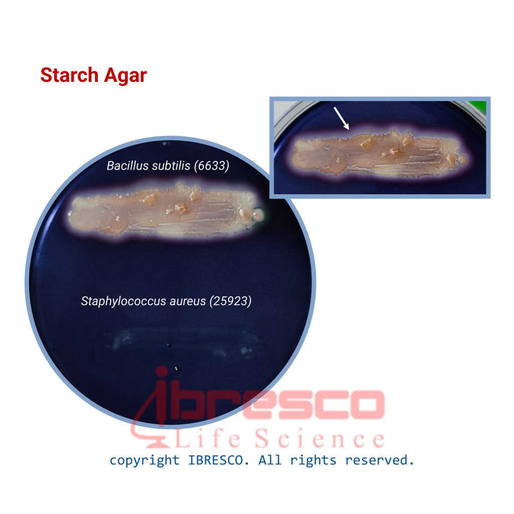 Starch Agar | استارچ آگار | ibresco