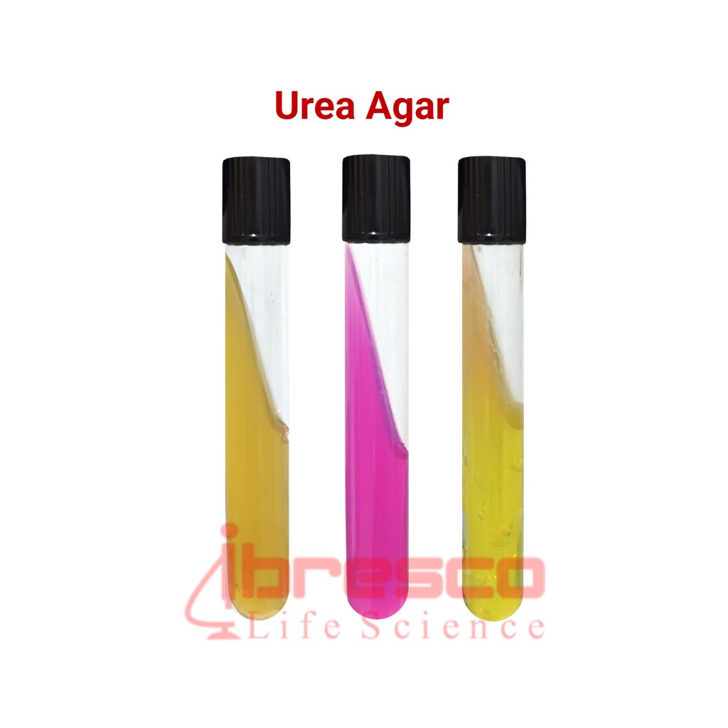 Urea Agar Base | اوره آگار بیس | ibresco