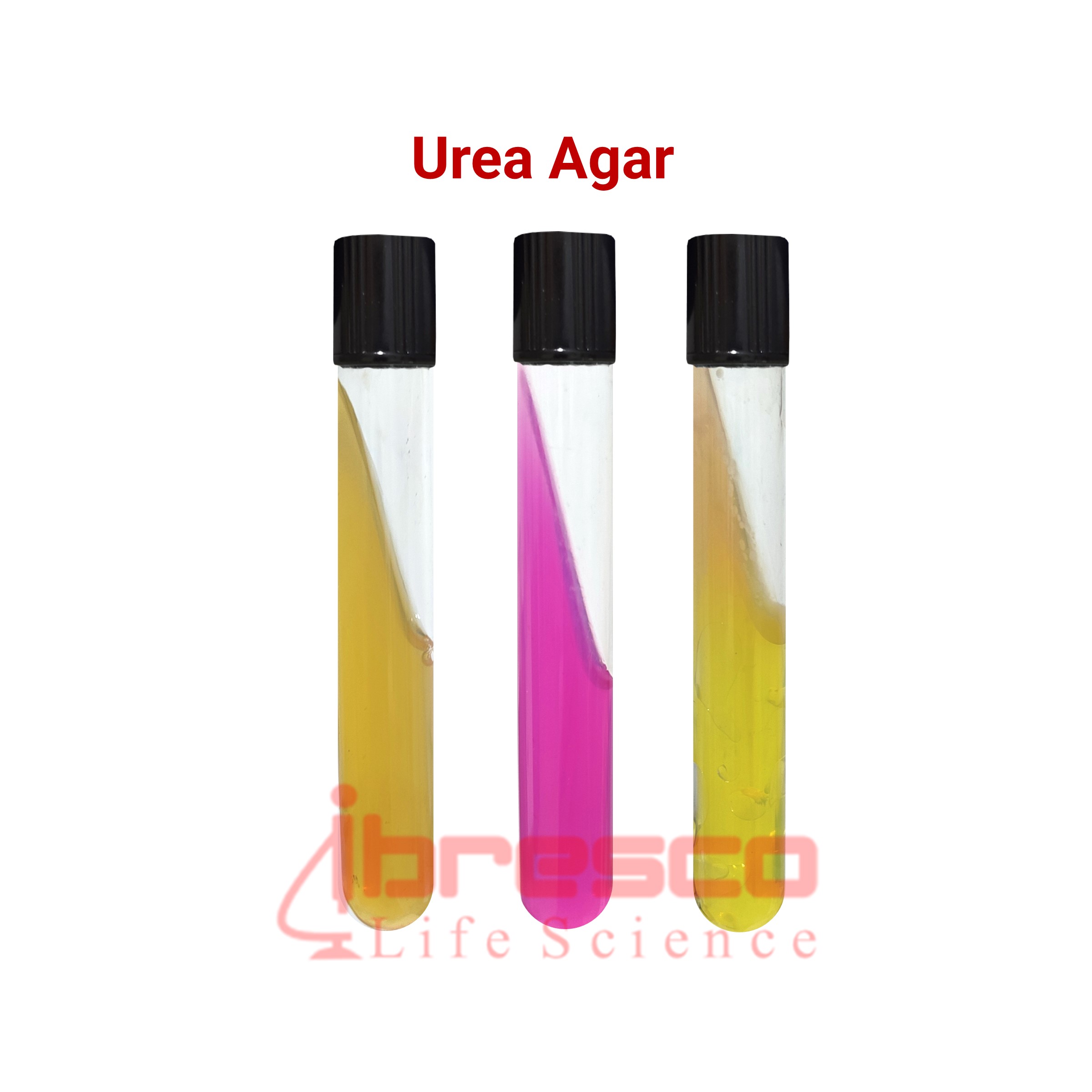 Urea Agar Base | اوره آگار بیس | ibresco