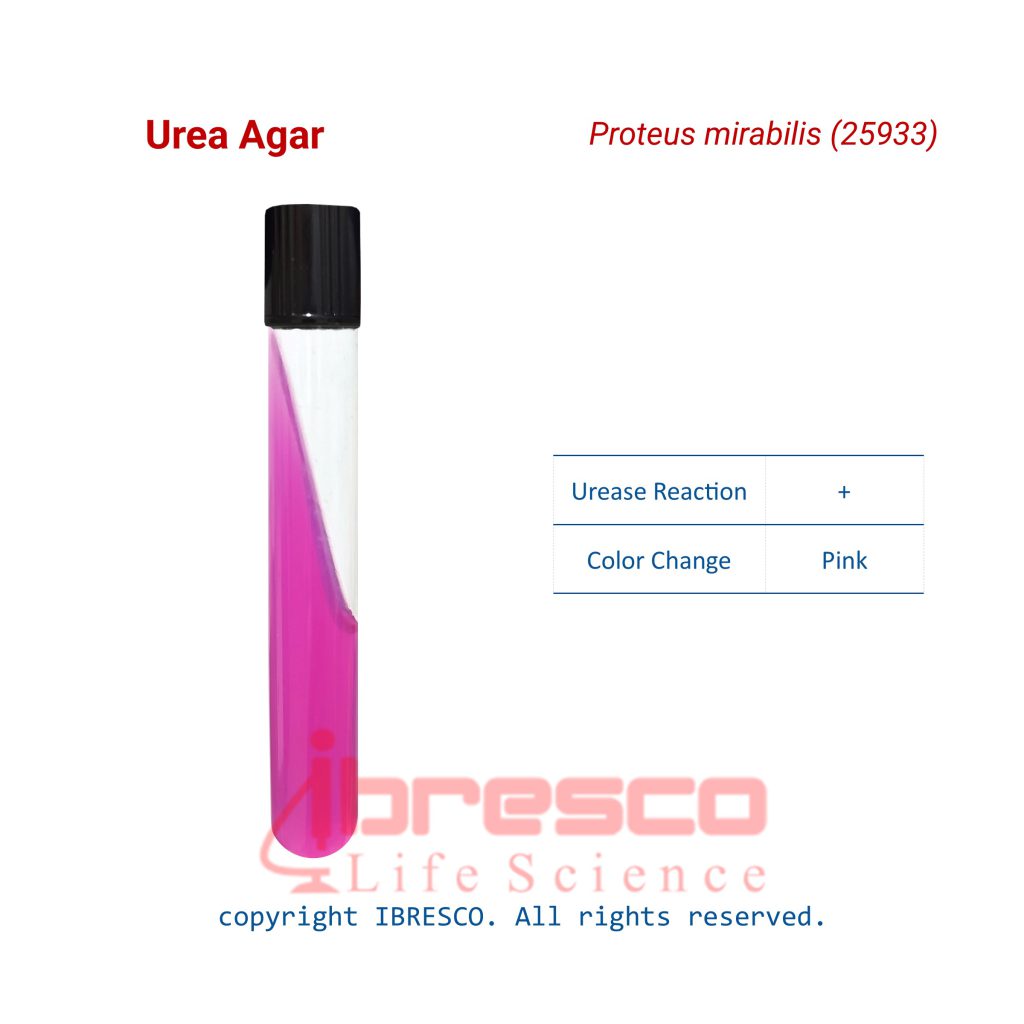 Urea Agar Base | اوره آگار بیس | ایبرسکو