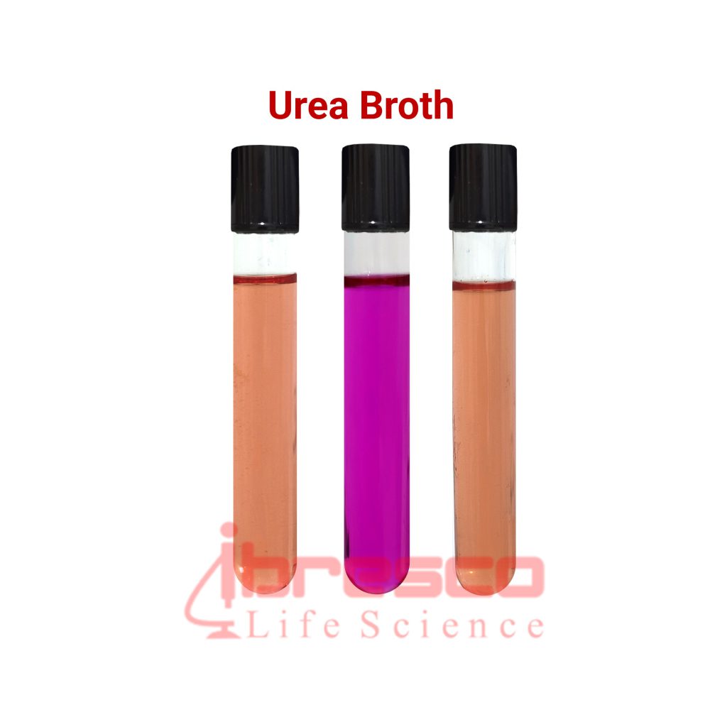 Urea Broth | اوره براث | ایبرسکو