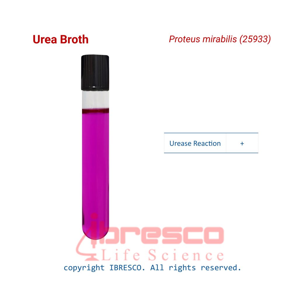 Urea Broth | اوره براث | ایبرسکو