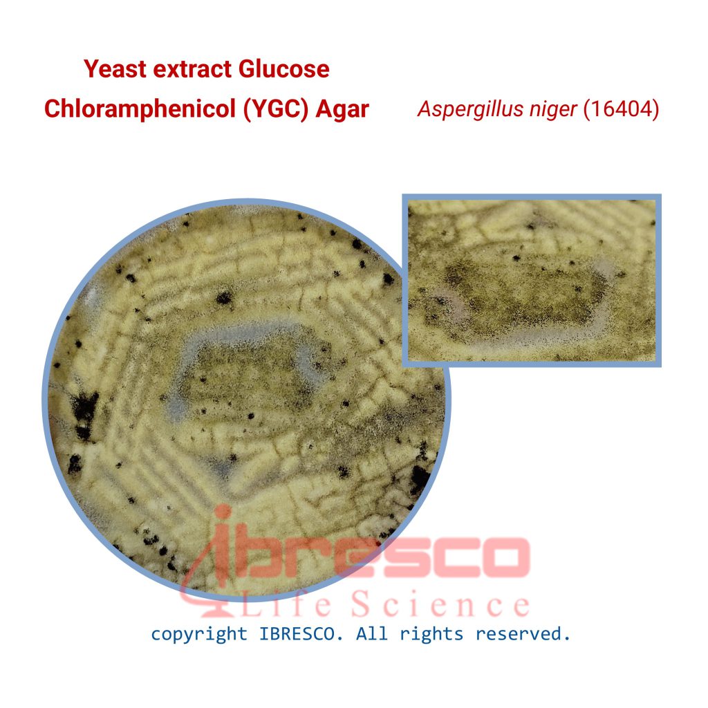 Yeast Glucose Chloramphenicol Agar, YGC Agar | وای جی سی آگار | ibresco