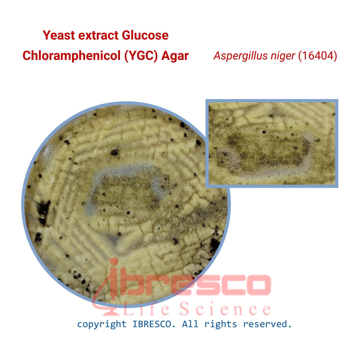 Yeast Glucose Chloramphenicol Agar, YGC Agar | وای جی سی آگار | ibresco
