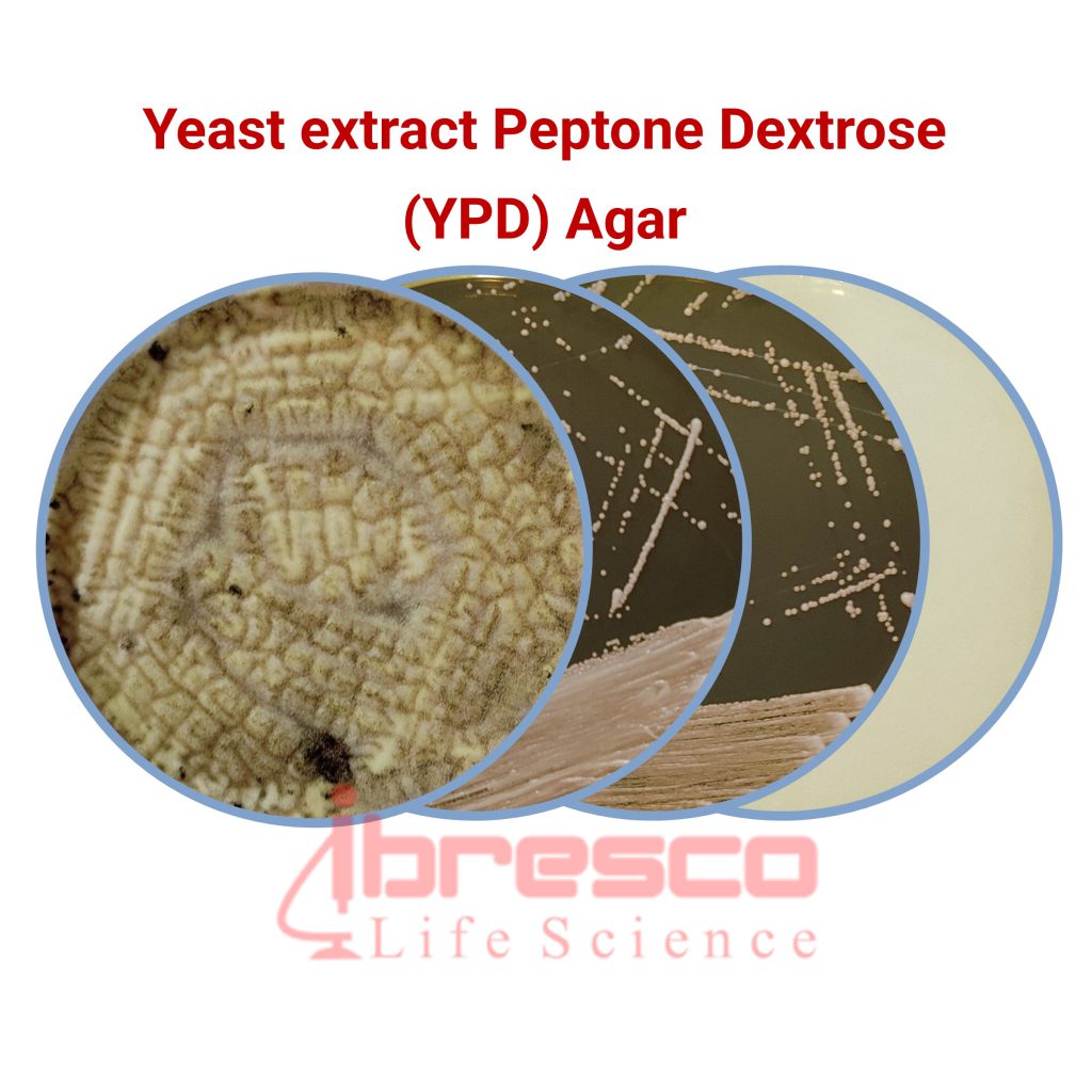 Yeast Extract-Peptone-Dextrose (YPD) Agar | وای پی دی آگار | ایبرسکو