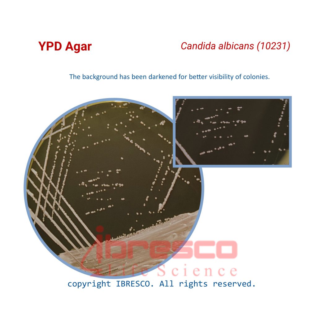 Yeast Extract-Peptone-Dextrose (YPD) Agar | وای پی دی آگار | ibresco