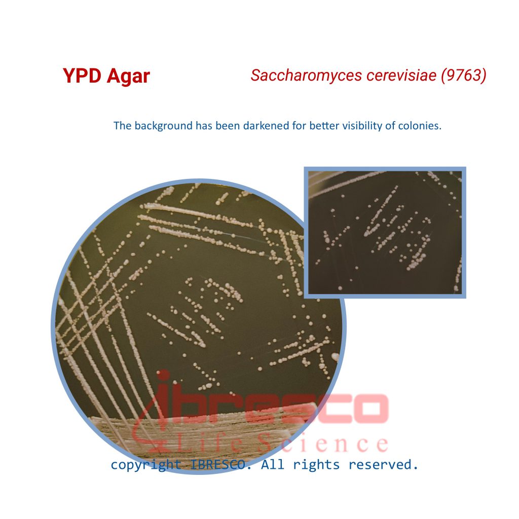 Yeast Extract-Peptone-Dextrose (YPD) Agar | وای پی دی آگار | ibresco Yeast Extract-Peptone-Dextrose (YPD) Agar | وای پی دی آگار | ibresco