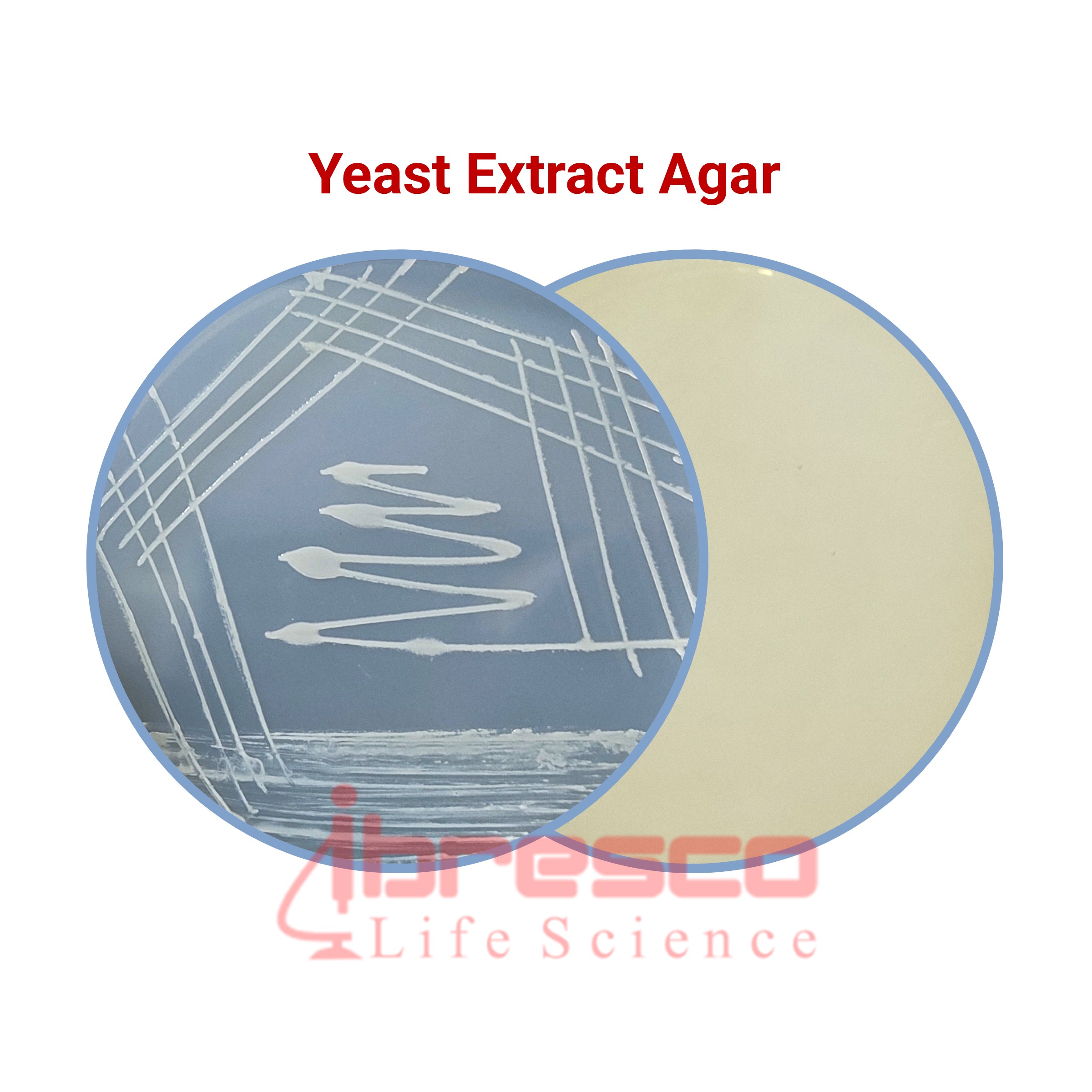Yeast Extract Agar (with glucose) | ibresco